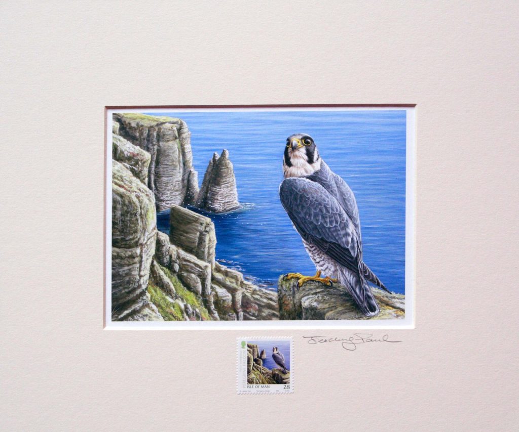 Wheatear - Jeremy Paul Wildlife Artist